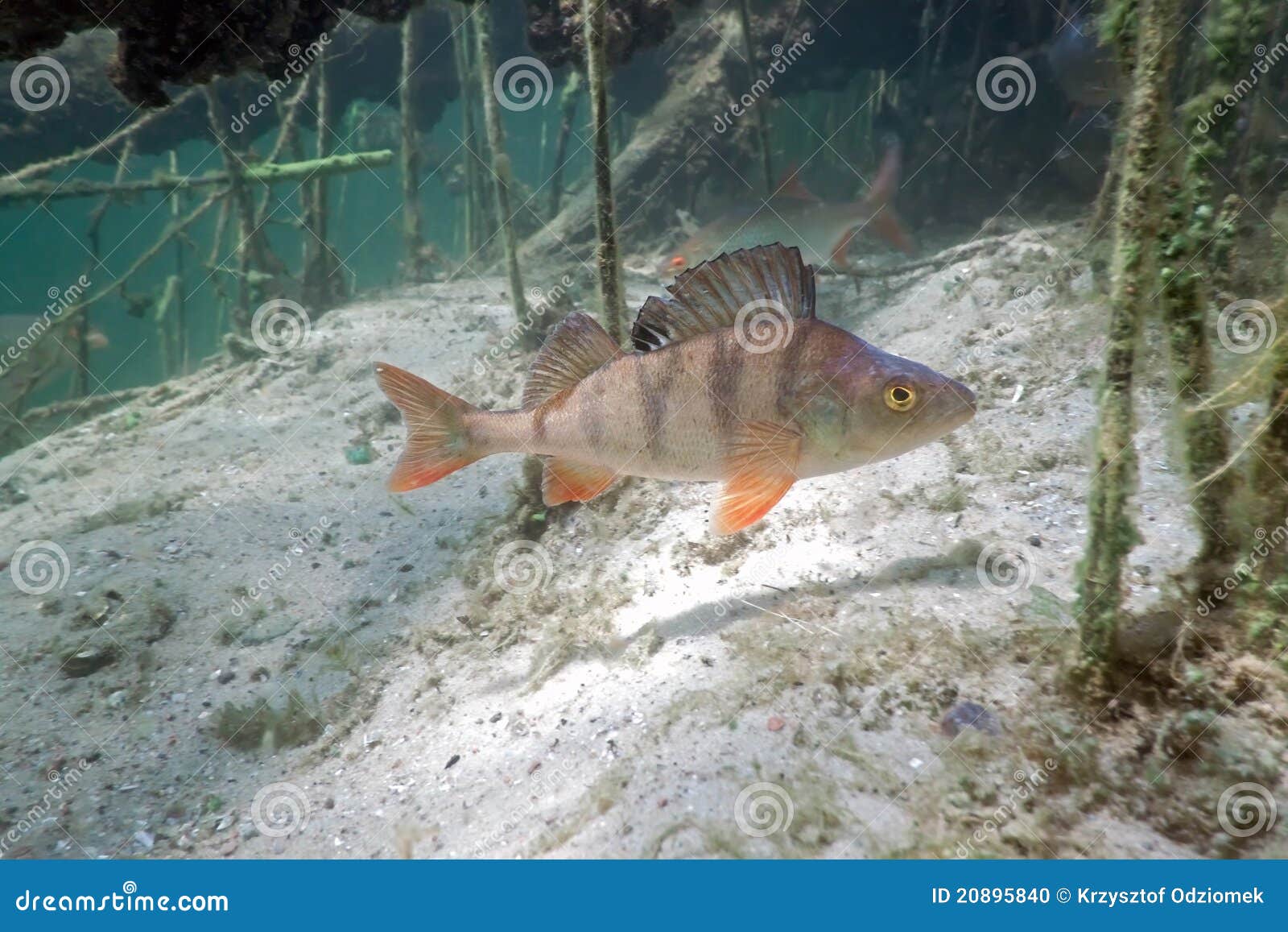 Big perch in the lake stock photo. Image of plant, flora - 20895840