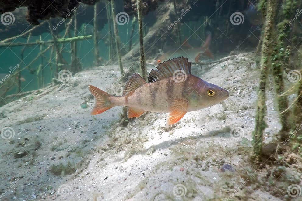 Big perch in the lake stock photo. Image of plant, flora - 20895840