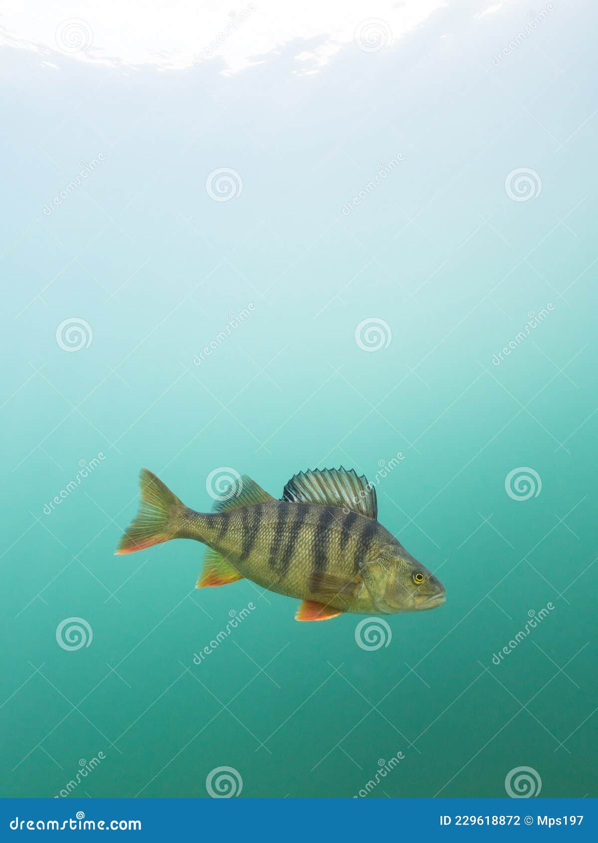 Big Perch Swimming in Clear Water Stock Photo - Image of water, striped ...