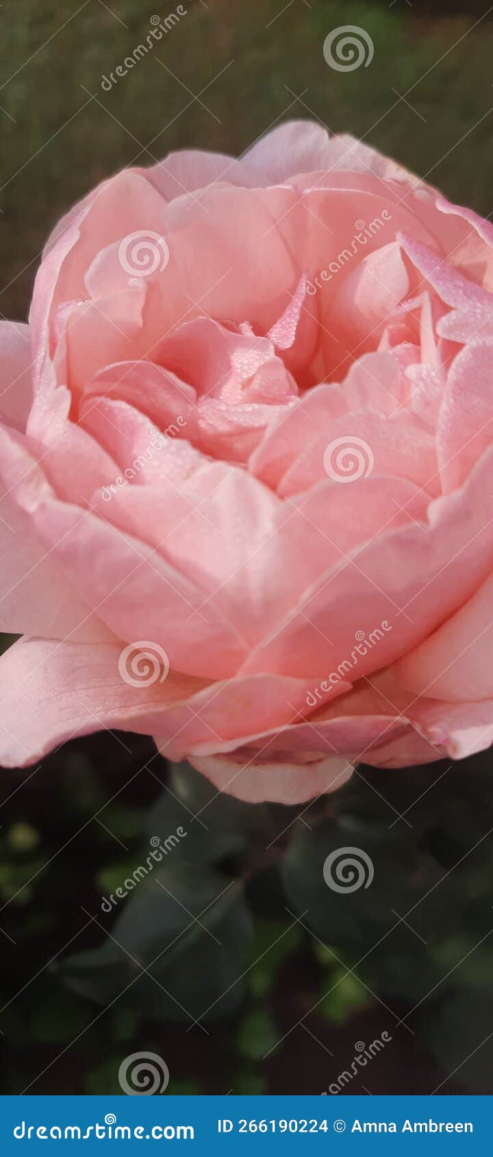 A big petals pink rose stock photo. Image of plant, petal - 266190224
