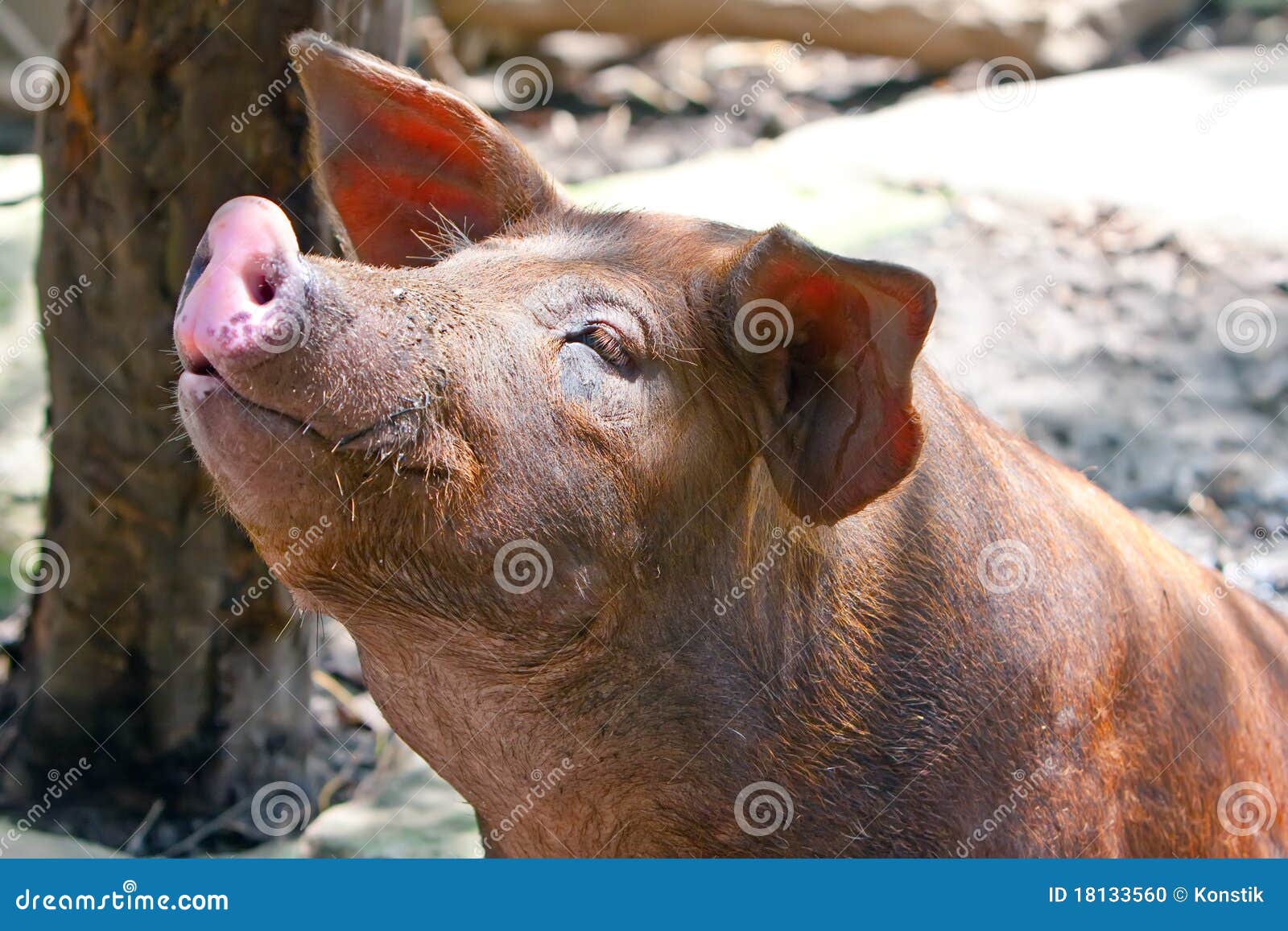 The big pig stock photo. Image of wildlife, pork, meat - 18133560