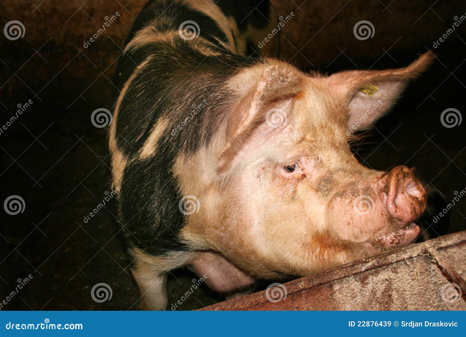 Big pig stock image. Image of head, farm, domestic, swine - 22876439