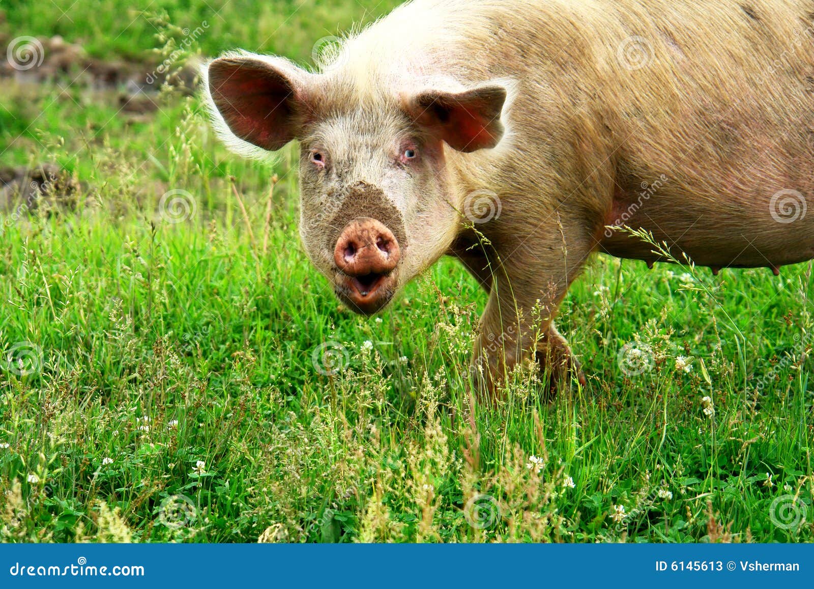 Big Pig Stock Photos - Image: 6145613