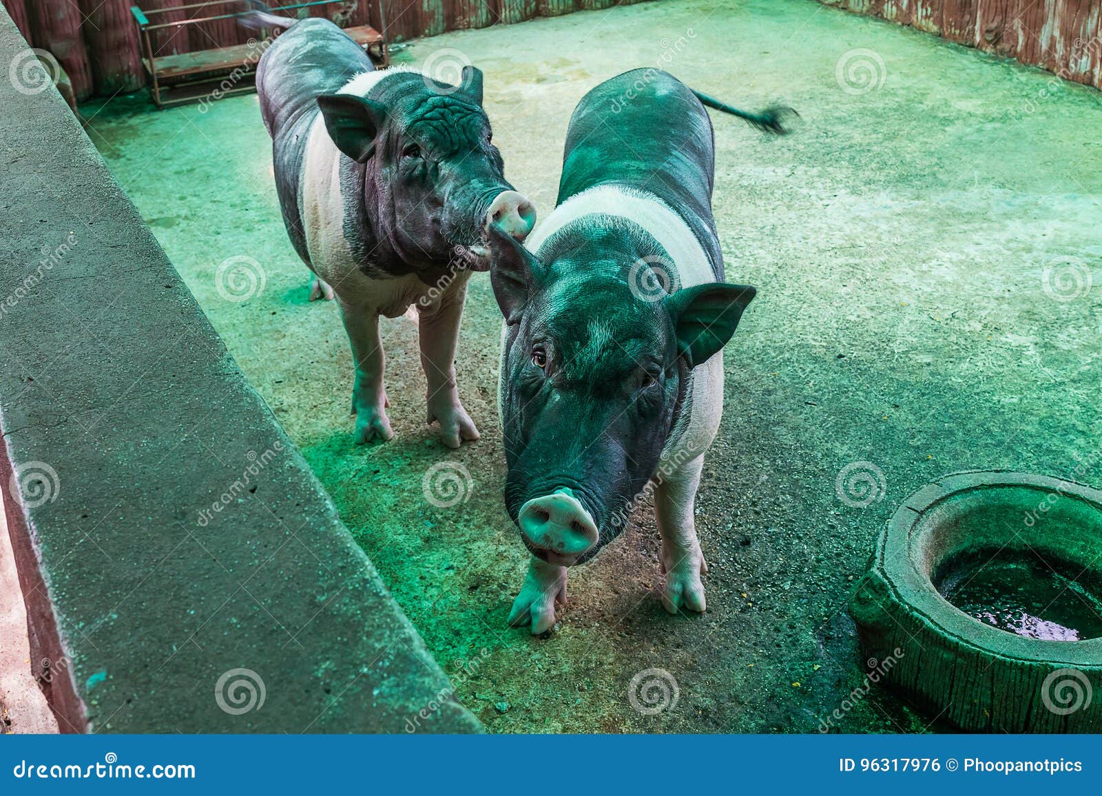 Big pig in corral stock photo. Image of boar, hole, nature - 96317976
