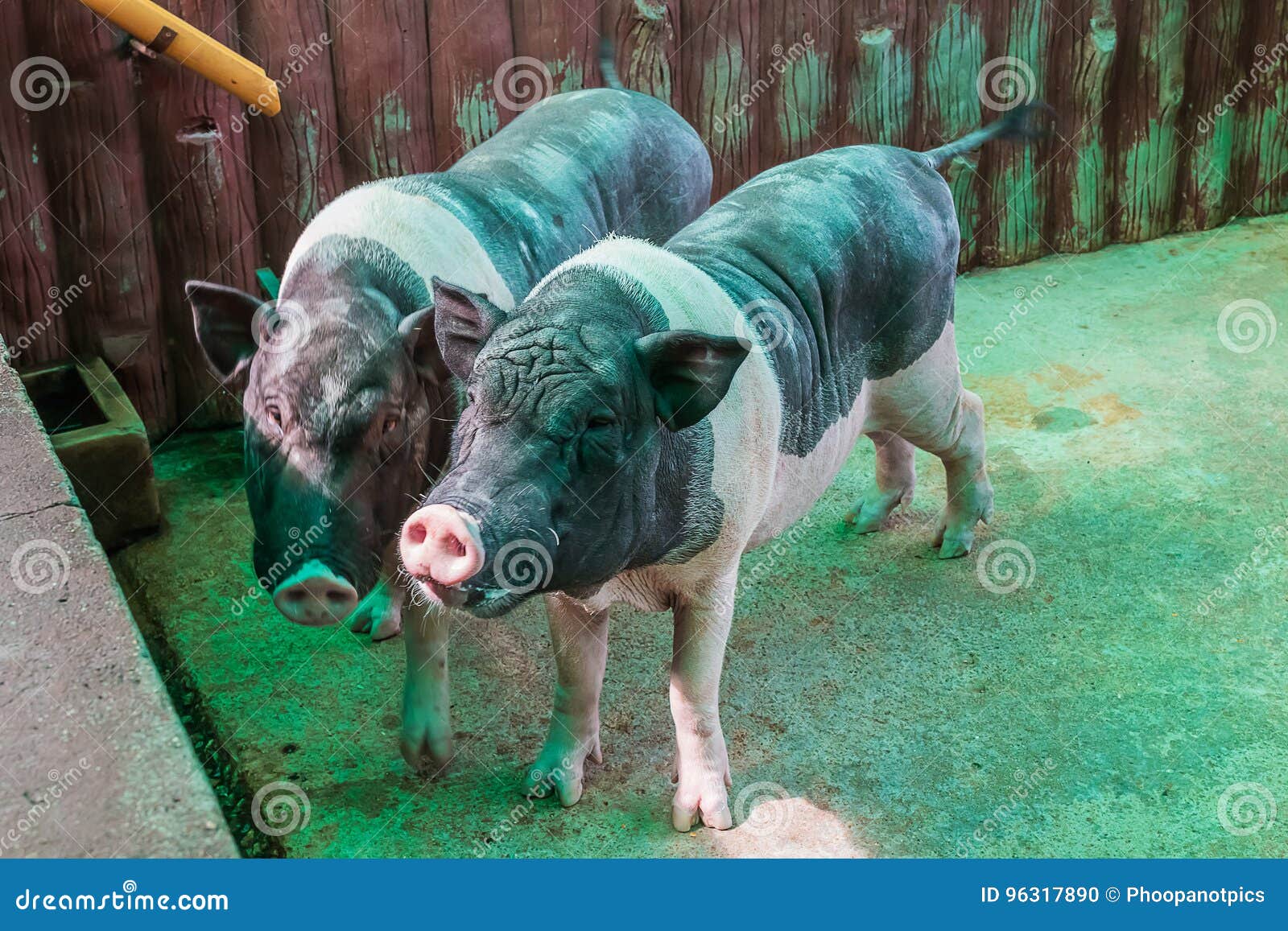 Big pig in corral stock photo. Image of agriculture, mammal - 96317890