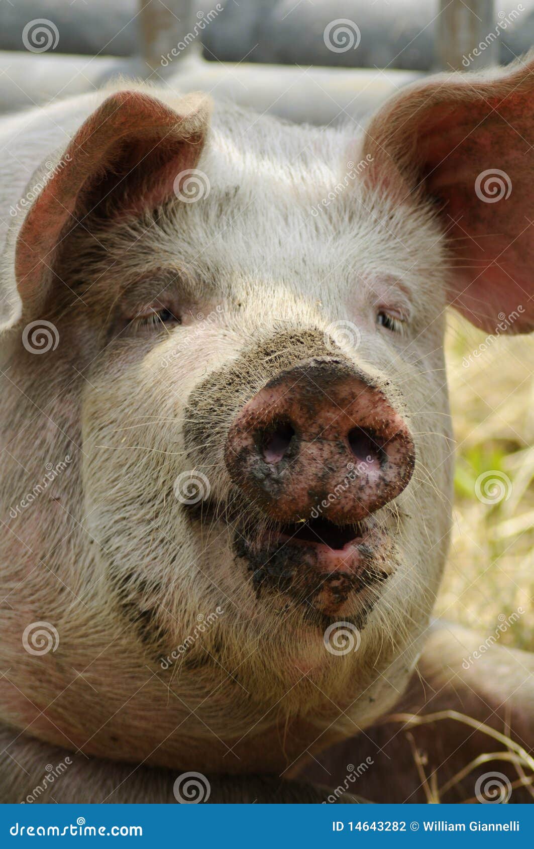 Big Pig With Dirty Face Stock Photography - Image: 14643282