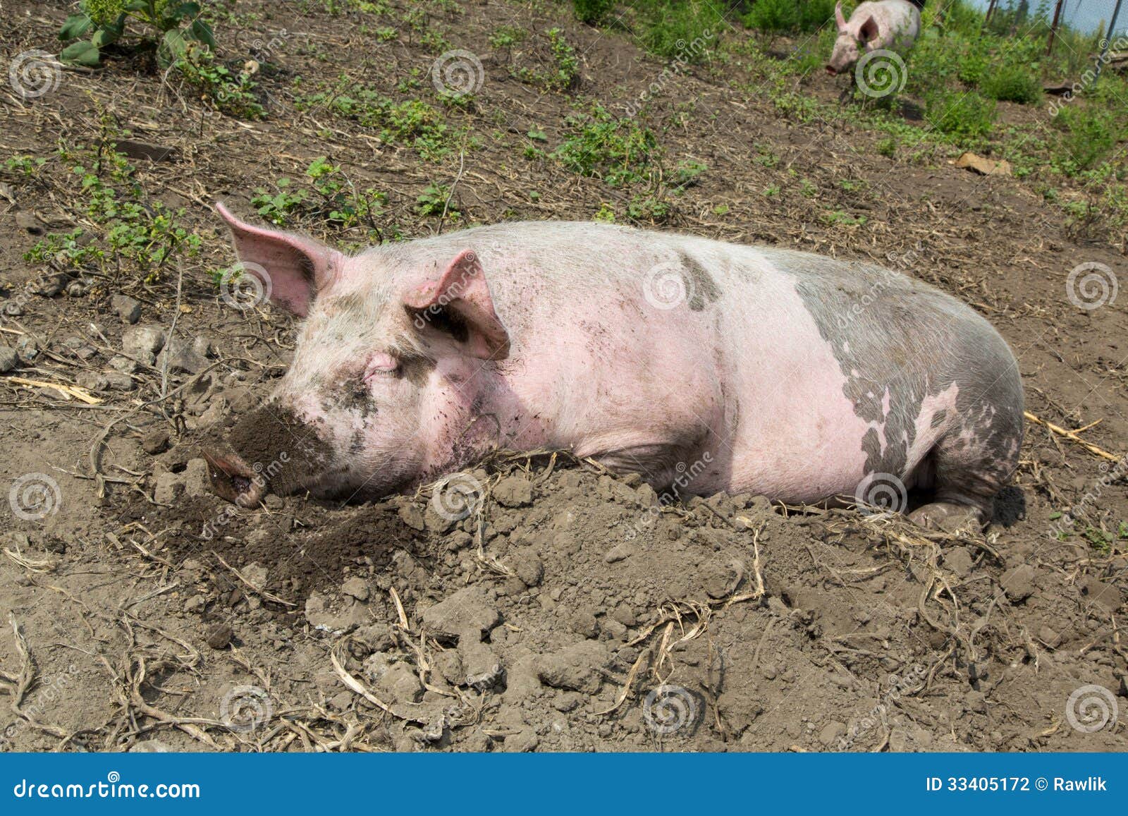 Big pig on the farm stock photo. Image of pork, piggy - 33405172