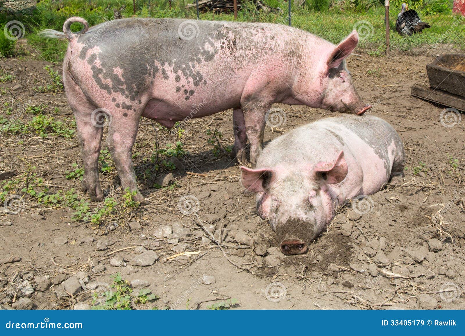 Big pig on the farm stock image. Image of indoors, curiosity - 33405179