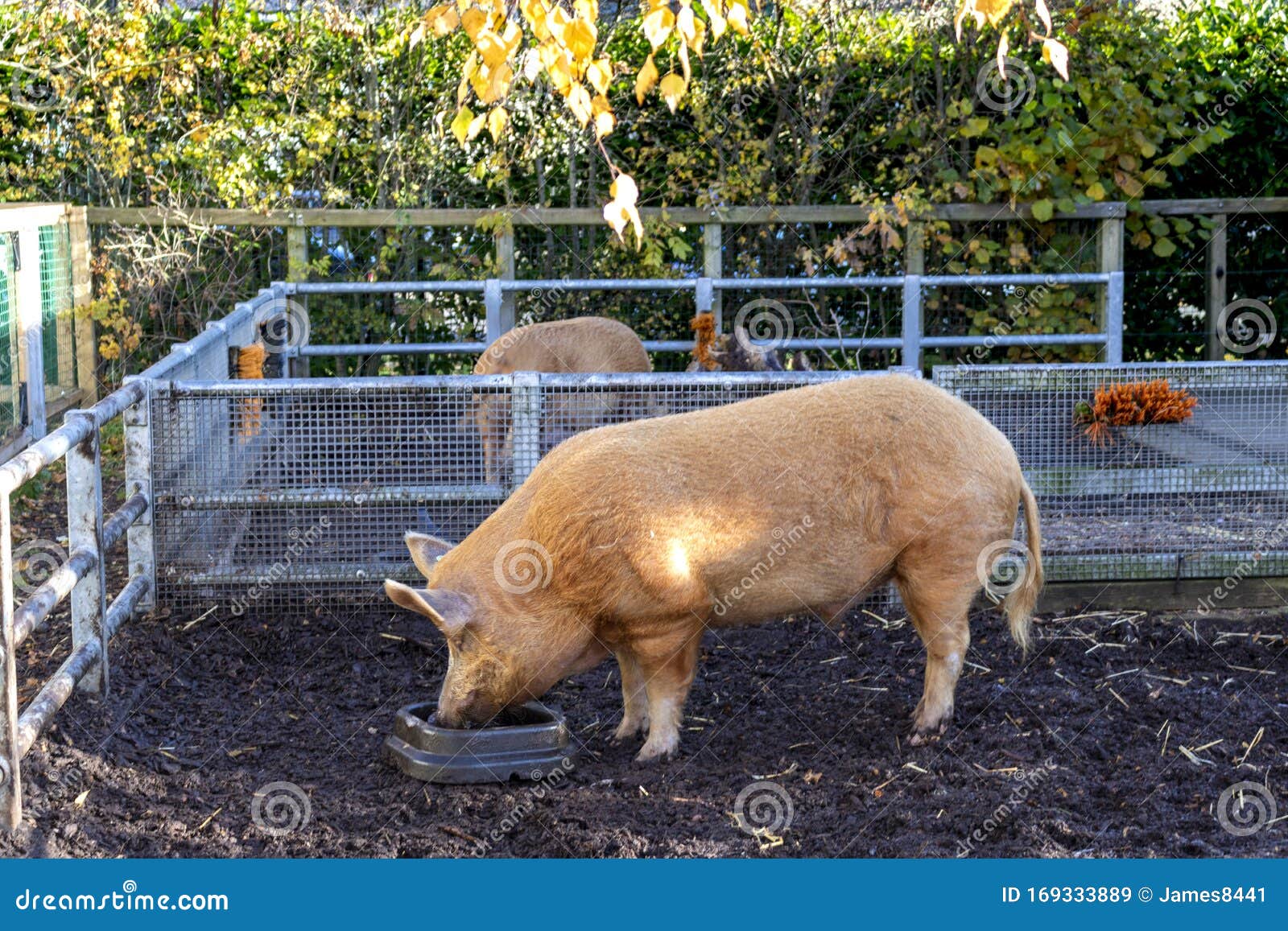 Big pig on the farm. stock image. Image of nside, wildlife - 169333889
