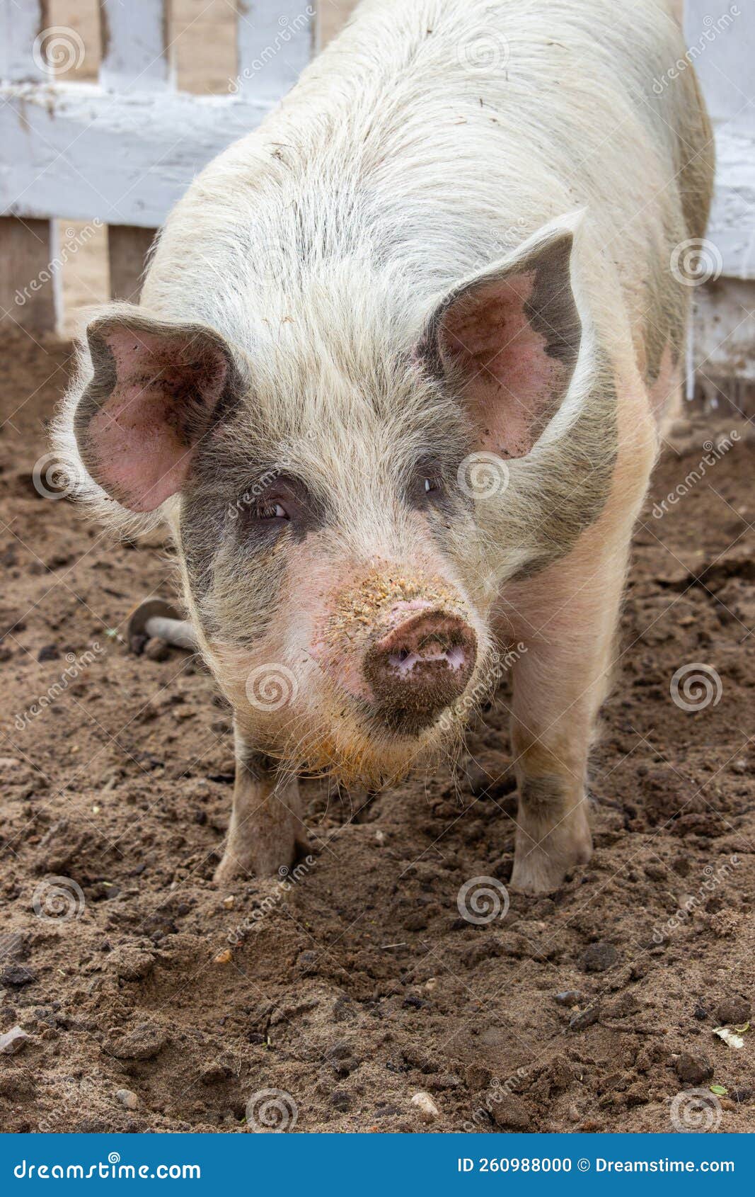Big pig on the farm stock photo. Image of closeup, single - 260988000