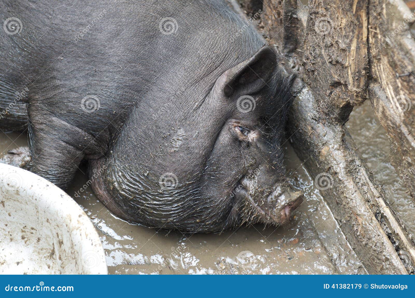 Big pig stock image. Image of stable, dirty, pigpen, farm - 41382179