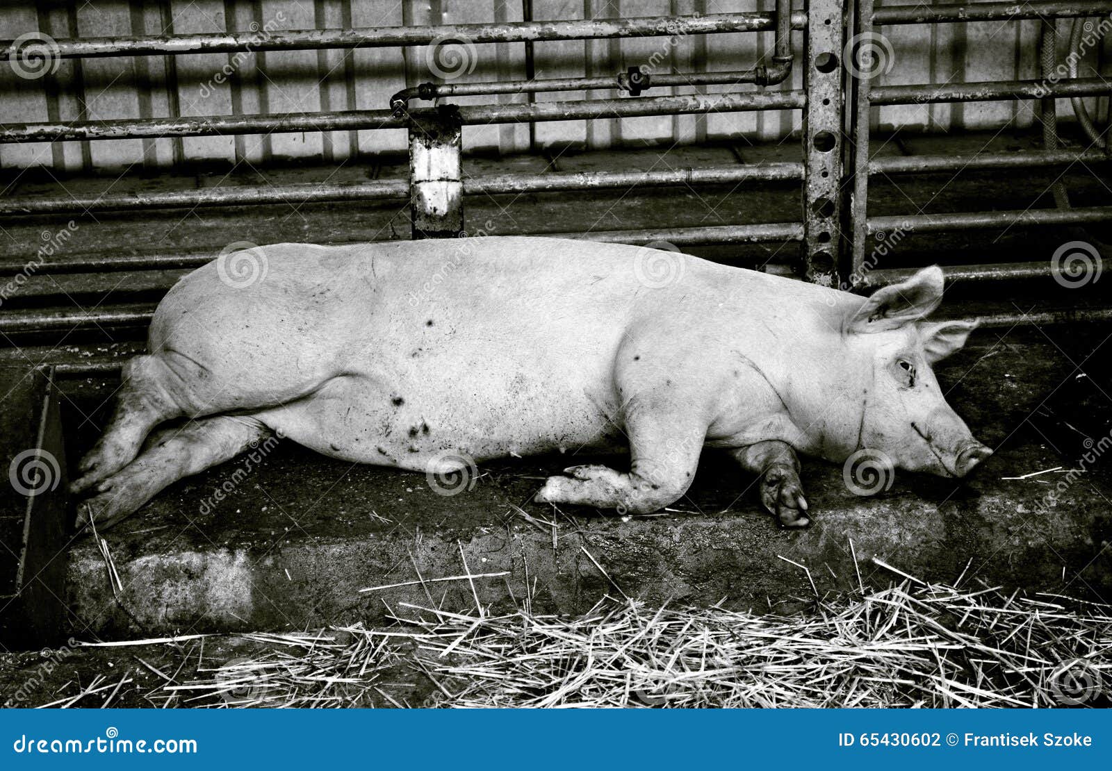 Big pig on a farm stock photo. Image of ears, cultivation - 65430602