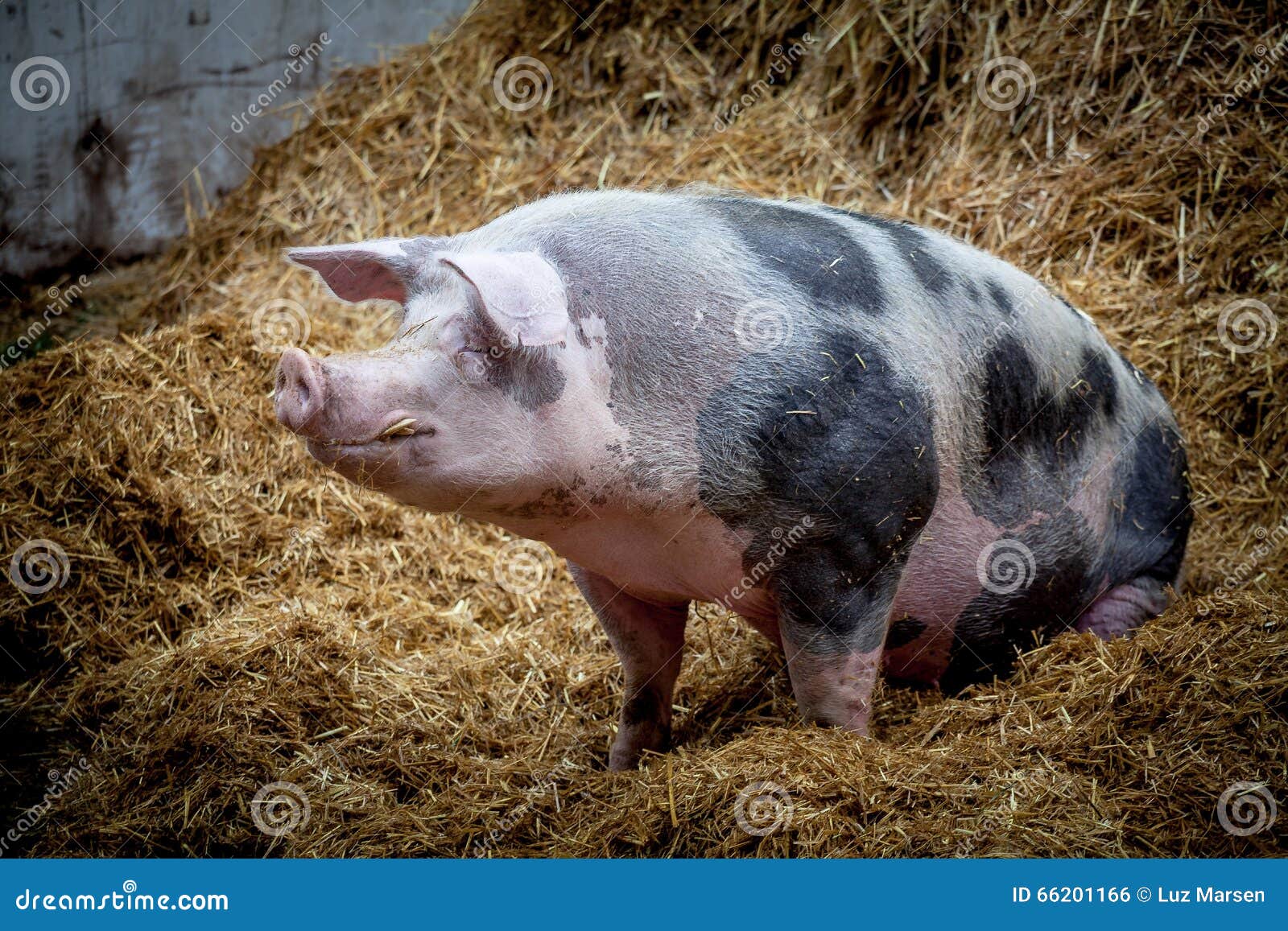 Big pig stock photo. Image of huge, farmlife, farm, swine - 66201166