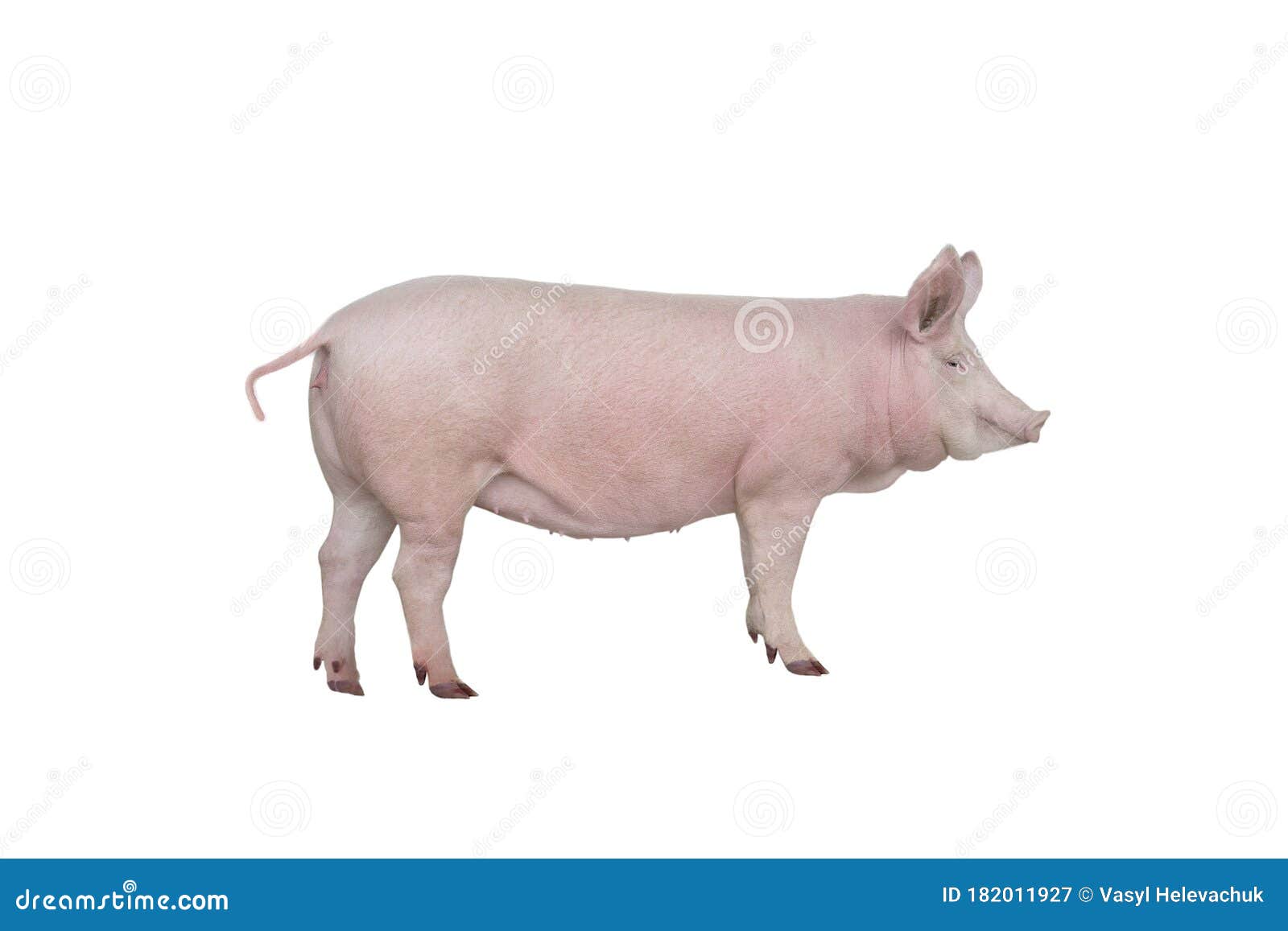 Big pig isolated on white stock image. Image of shot - 182011927