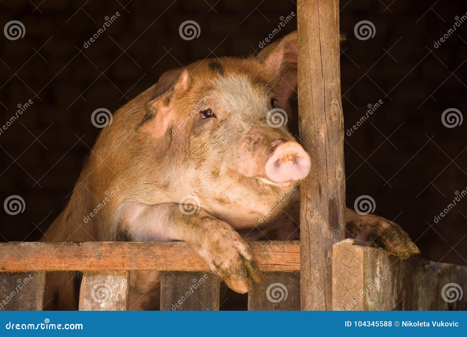 Big pig in sty stock photo. Image of pigpen, piggery - 104345588