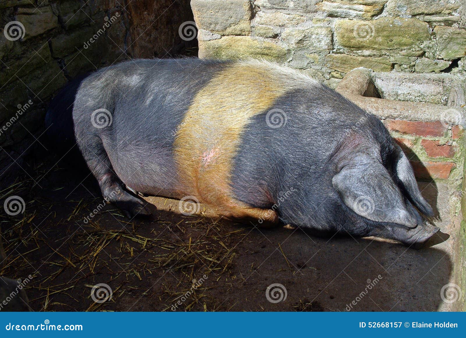 Big Pig stock image. Image of stink, grey, pigsty, smelly - 52668157