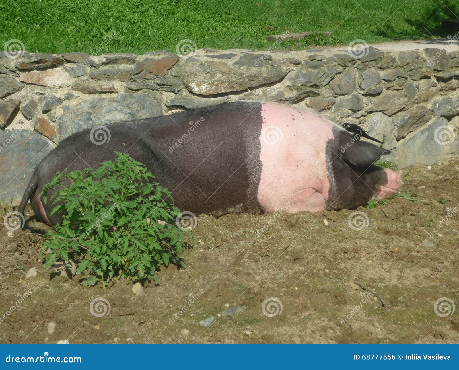 Big pig stock photo. Image of farm, natural, pigsty, nature - 68777556