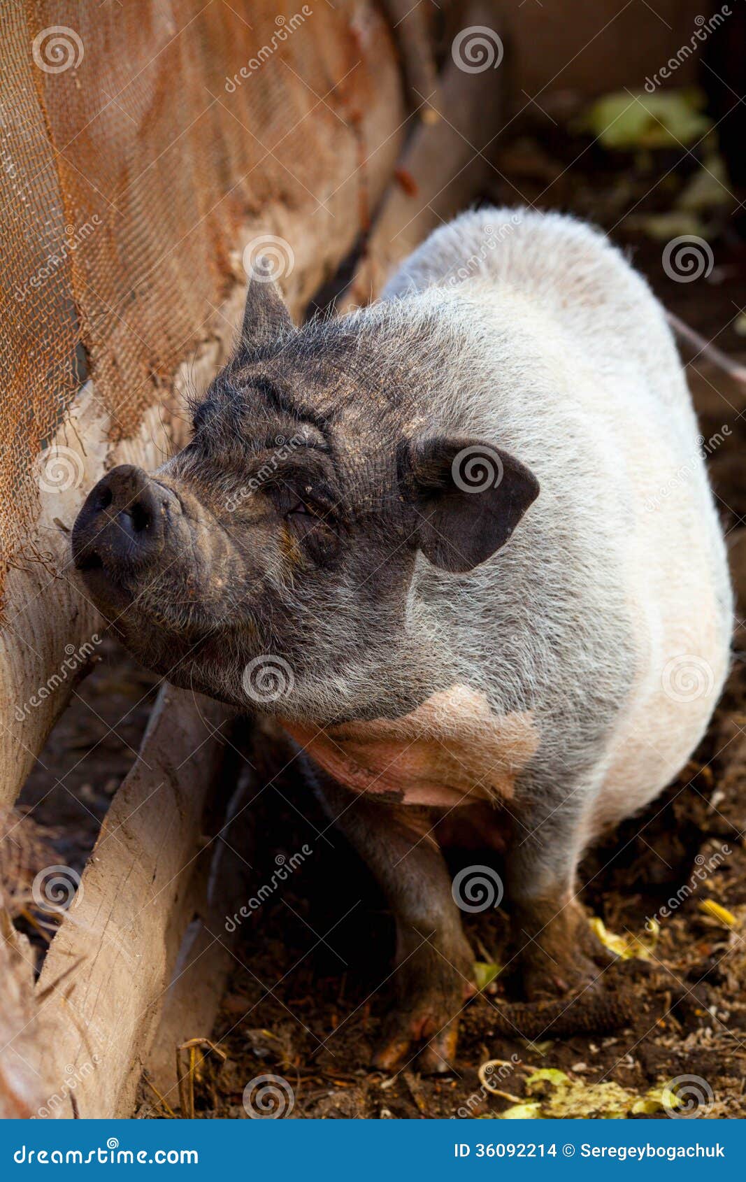 Big pig on walk stock photo. Image of dirty, wild, mammal - 36092214