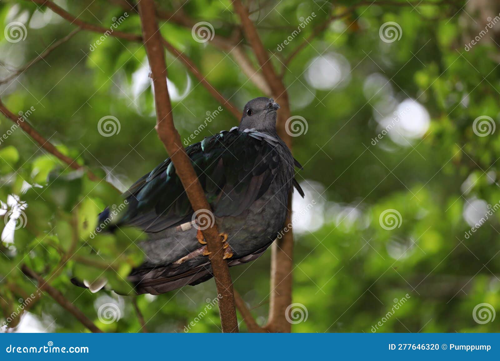 The Big Pigeon Bird is Rest in the Garden Stock Photo - Image of ...