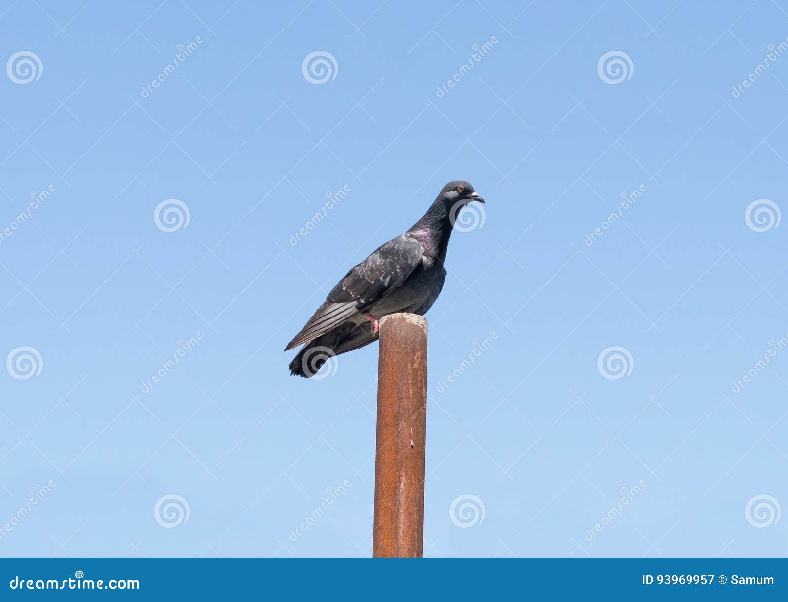 A big pigeon stock image. Image of stay, feather, full - 93969957