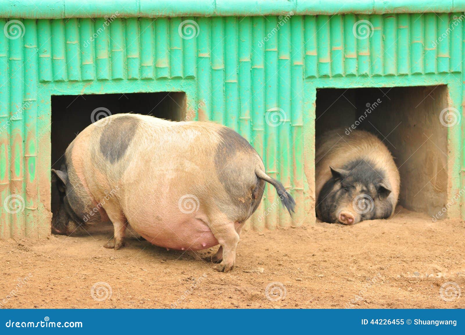 Big pigs . stock image. Image of pigpen, side, piglet - 44226455