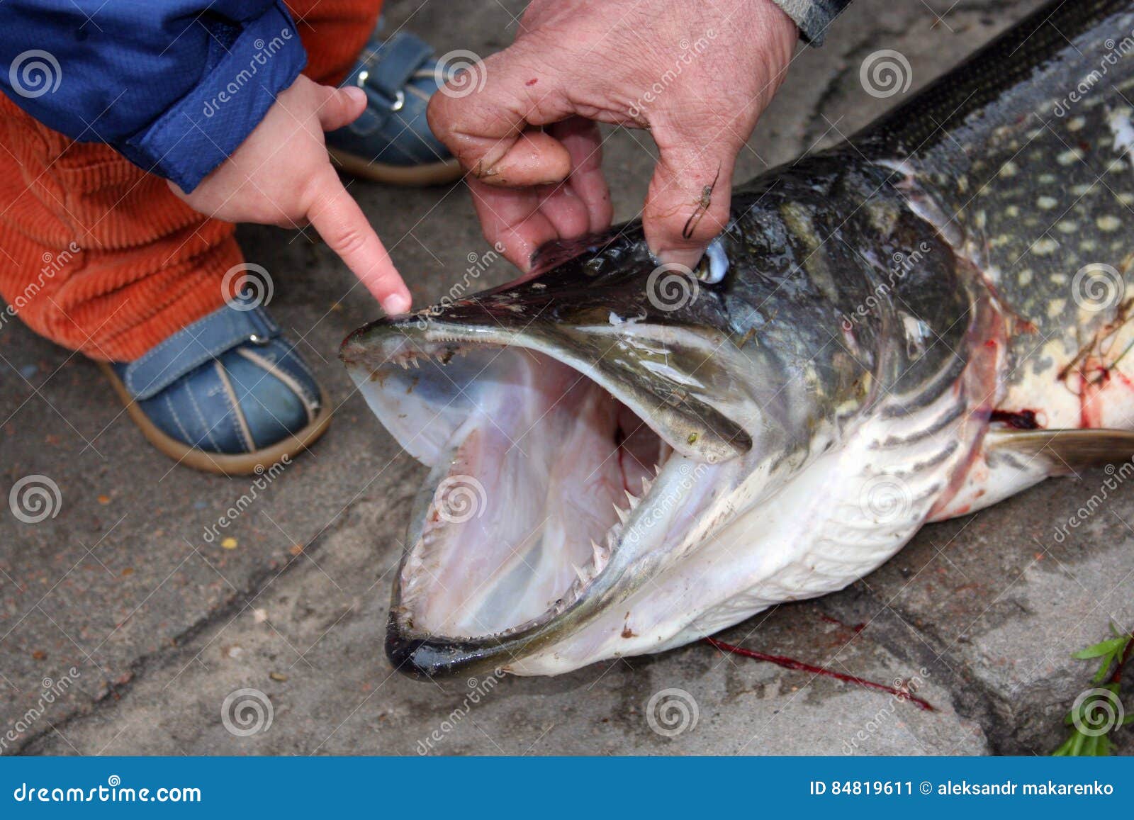 Big Pike Caught with Teeth is a Boy`s Leg. Stock Image - Image of ...