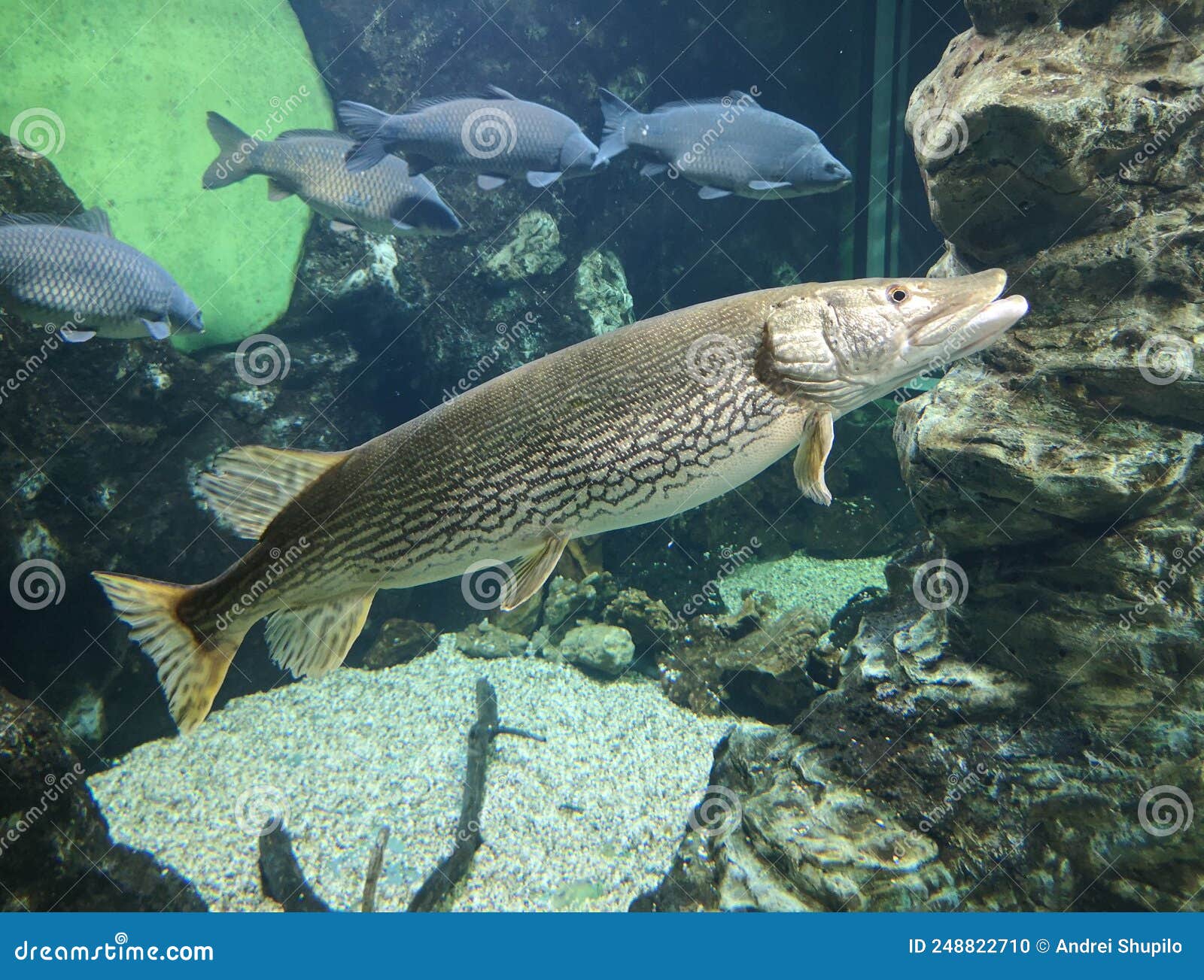 Big Pike Fish Swims in the Aquarium. Stock Photo - Image of movement ...