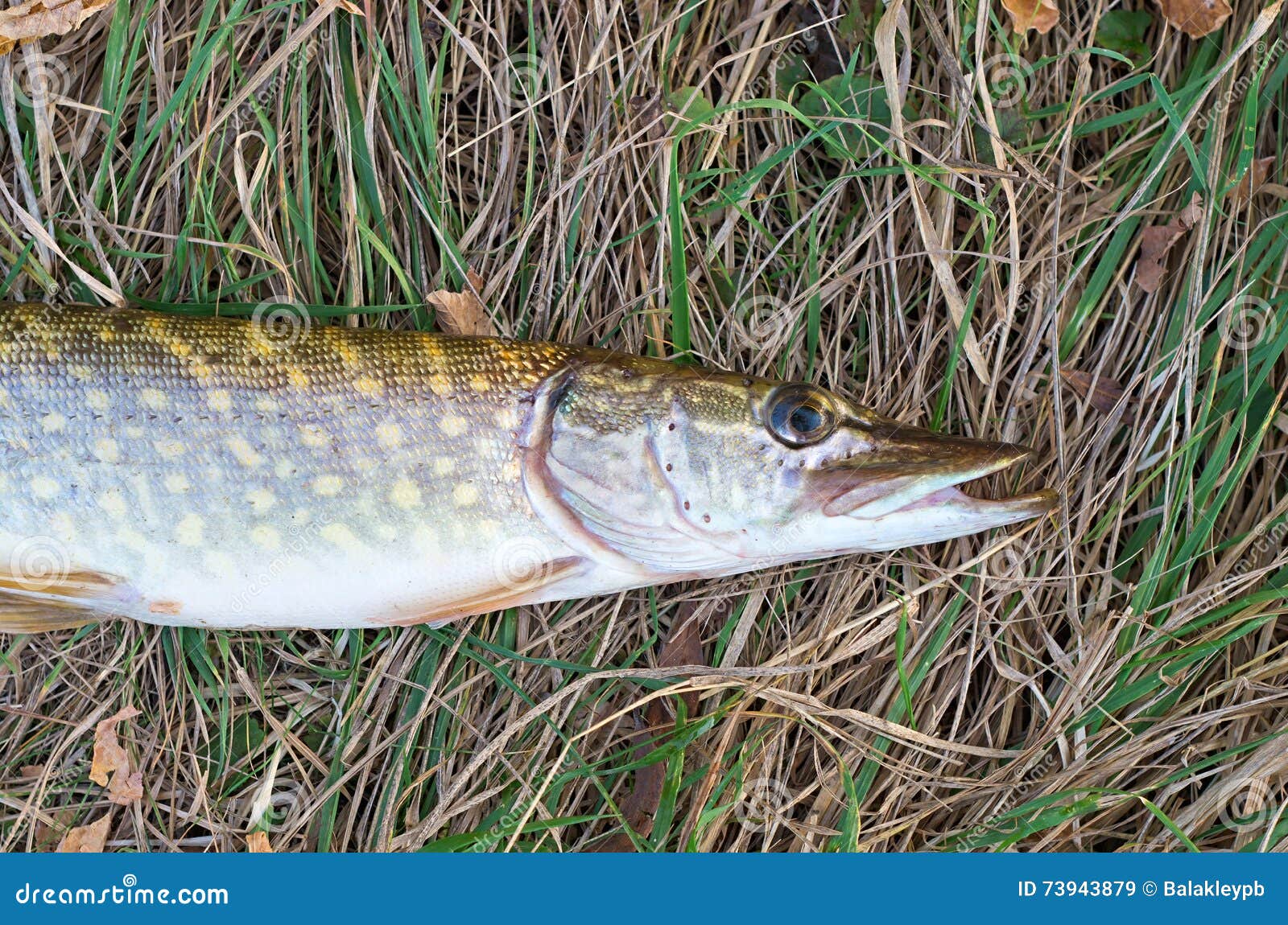 Big pike stock image. Image of catch, freshness, sport - 73943879
