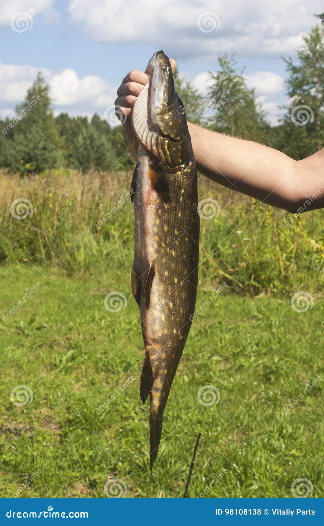 Big pike in hand stock photo. Image of fisher, hand, leisure - 98108138