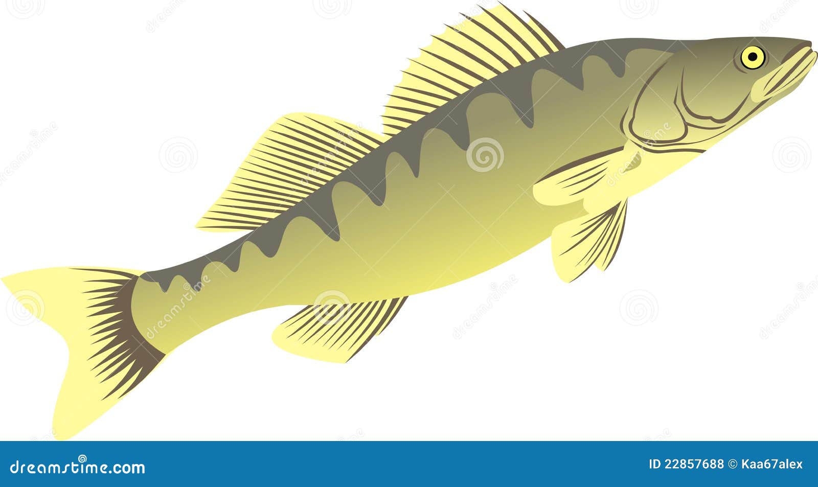 Pike Perch Illustration, Drawing, Engraving, Ink, Line Art, Vector ...