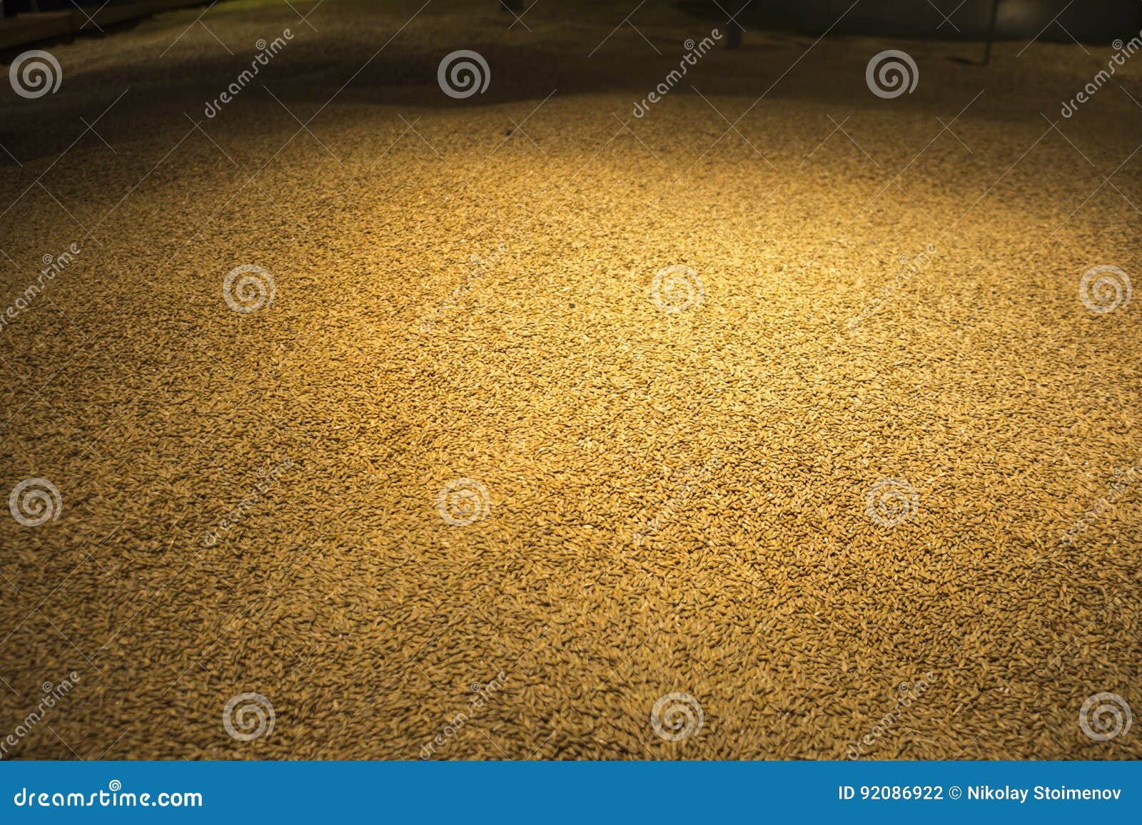 Big pile of barley grain stock photo. Image of crop, agriculture - 92086922
