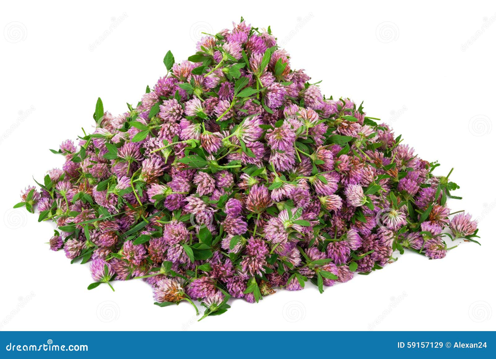 Big Pile of Clover Flower Bud Stock Image - Image of lilac, flower ...