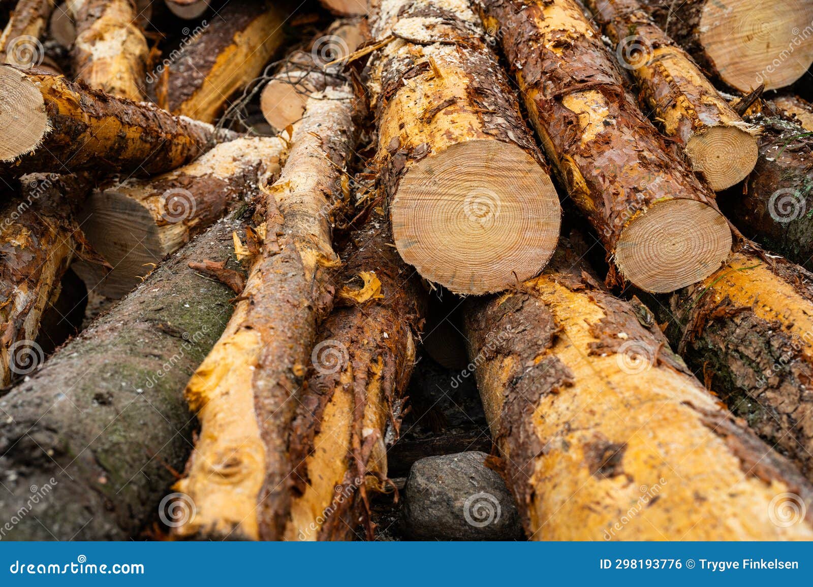Big Pile of Drying Timber.. Stock Photo - Image of firewood, yellow ...