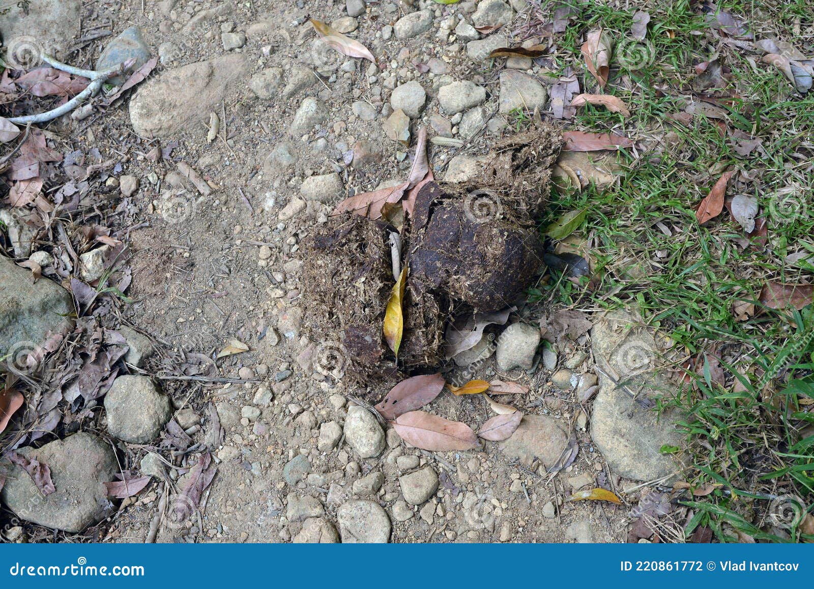 Big Pile of Elephant Shit on the Ground Stock Photo - Image of stool ...