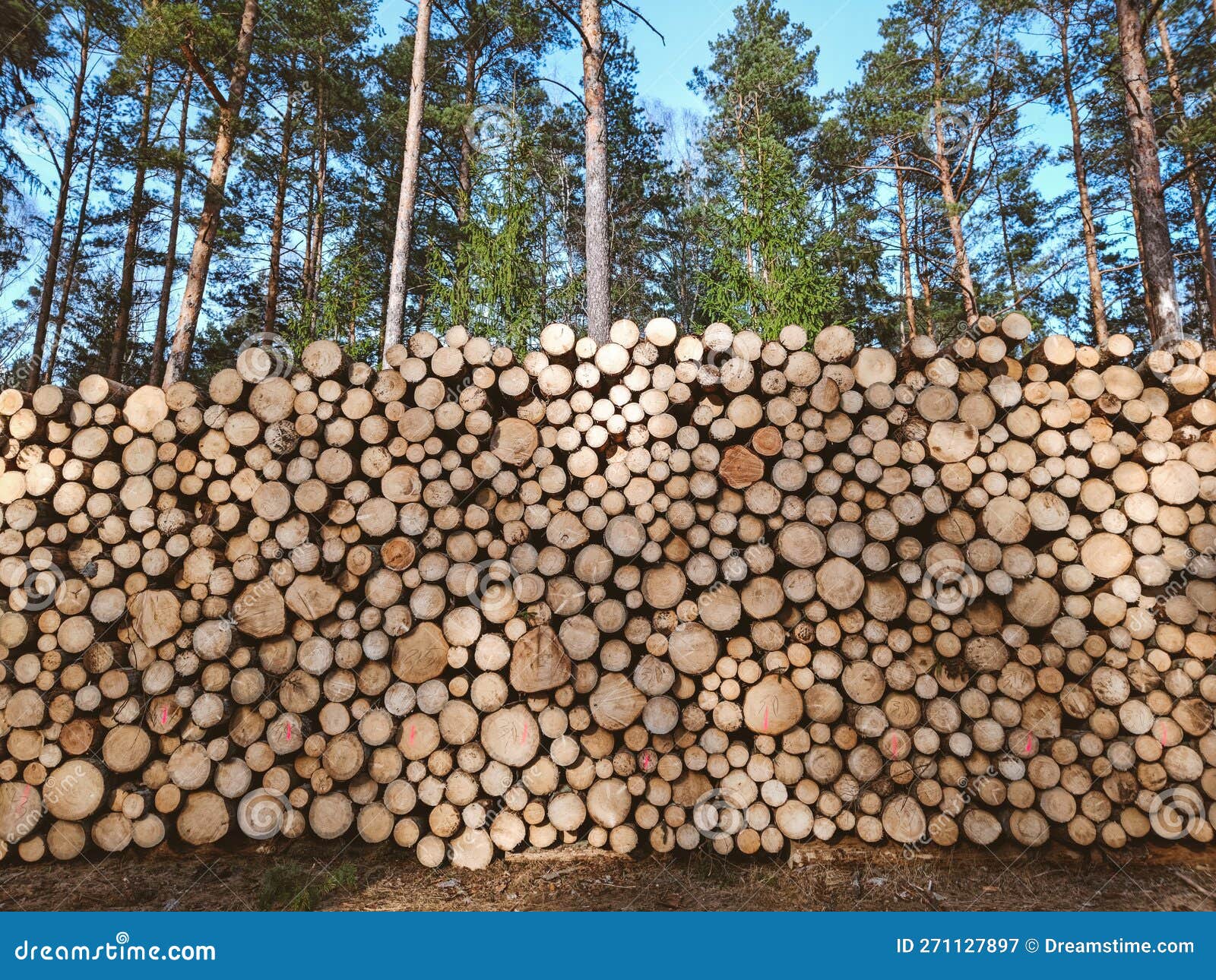 Big Pile of Freshly Cut Logs in a Forest. Massive Deforestation Stock ...