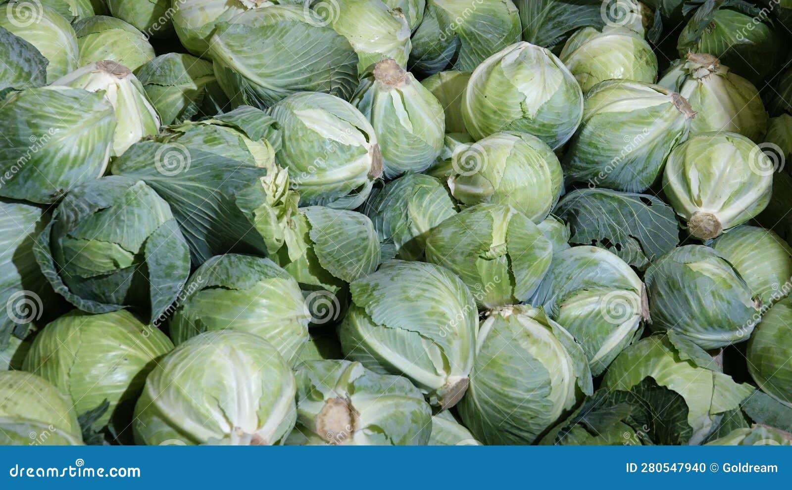 Big Pile of Green Fresh Cabbage in the Refrigerated Warehouse Stock ...