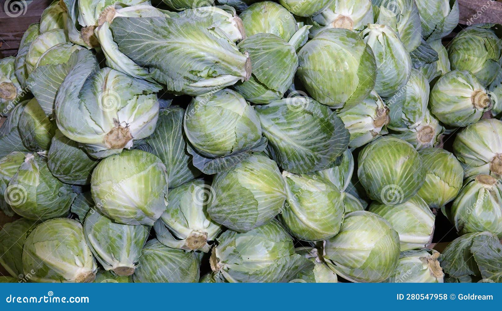 Big Pile of Green Fresh Cabbage in the Refrigerated Warehouse Stock ...