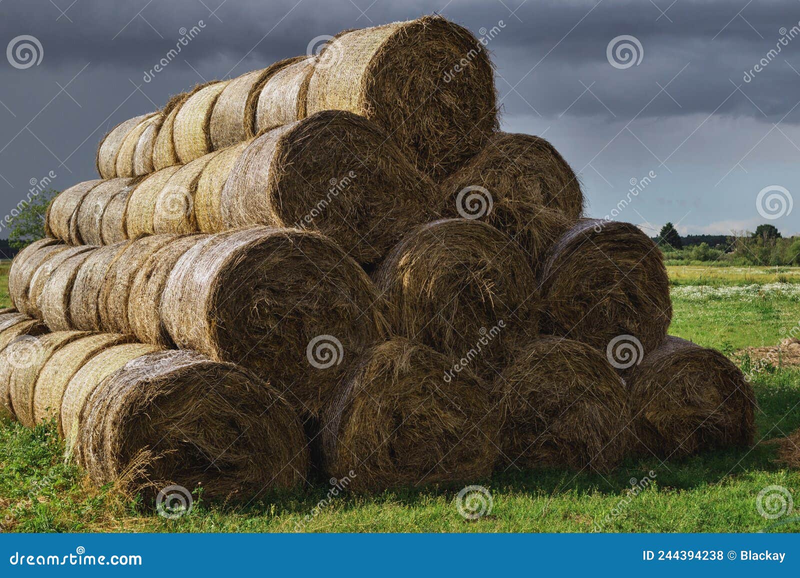 Big Pile of Haystacks on the Farm Stock Photo - Image of scenery ...