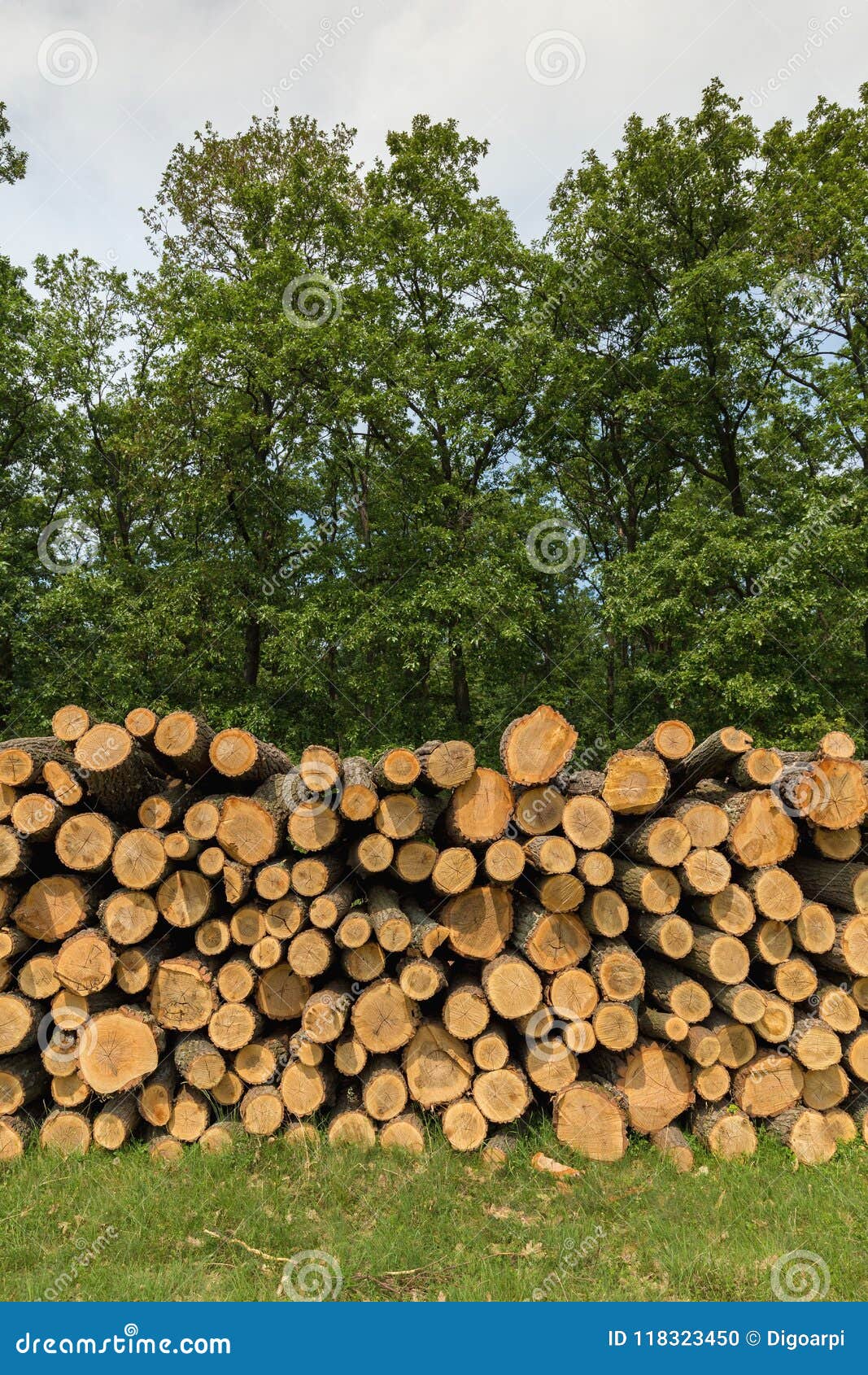 Big Pile of Oak Wood in a Forest Stock Photo - Image of leaf, timber ...