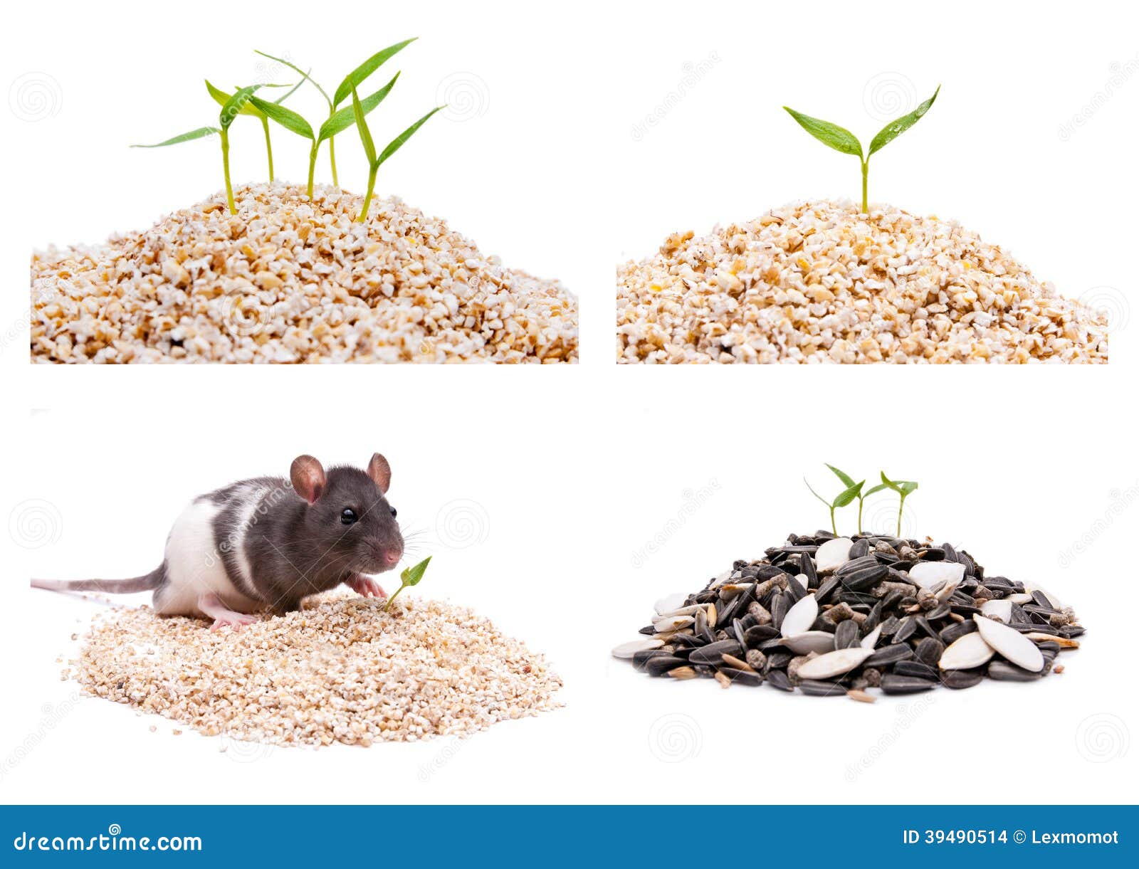 With a Big Pile of Seed Plant Grows,collection Stock Photo - Image of ...