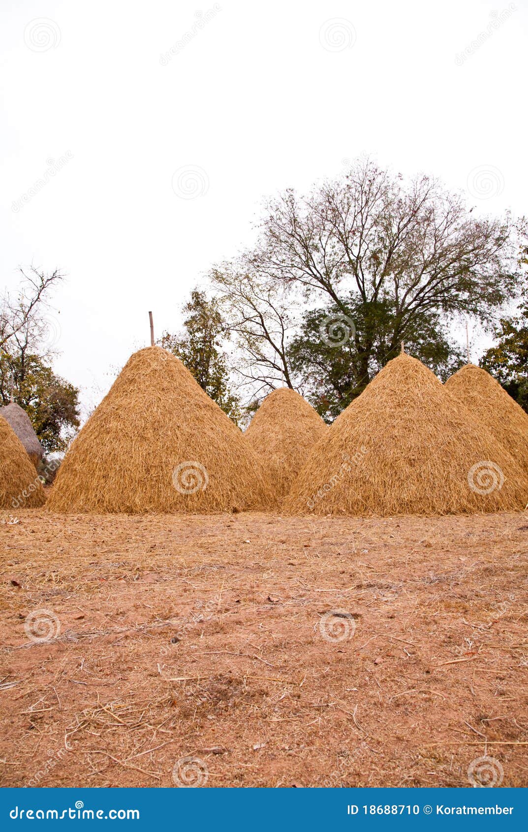 Big Pile of Straw stock photo. Image of fodder, farming - 18688710