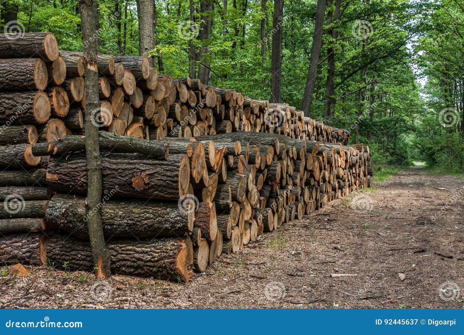 Big Pile of Wood in the Forest Stock Image - Image of trunk, woodstack ...