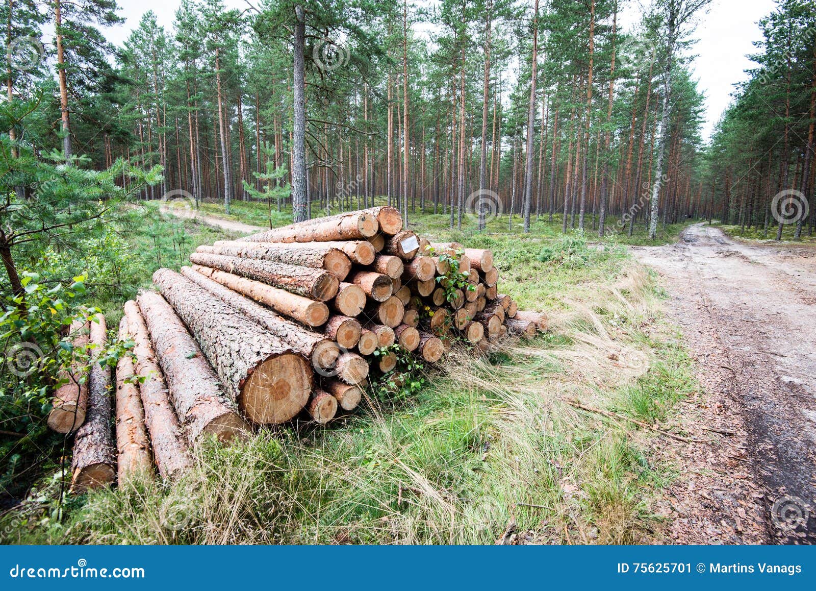 A Big Pile of Wood in a Forest Road Stock Image - Image of tree, sawed ...