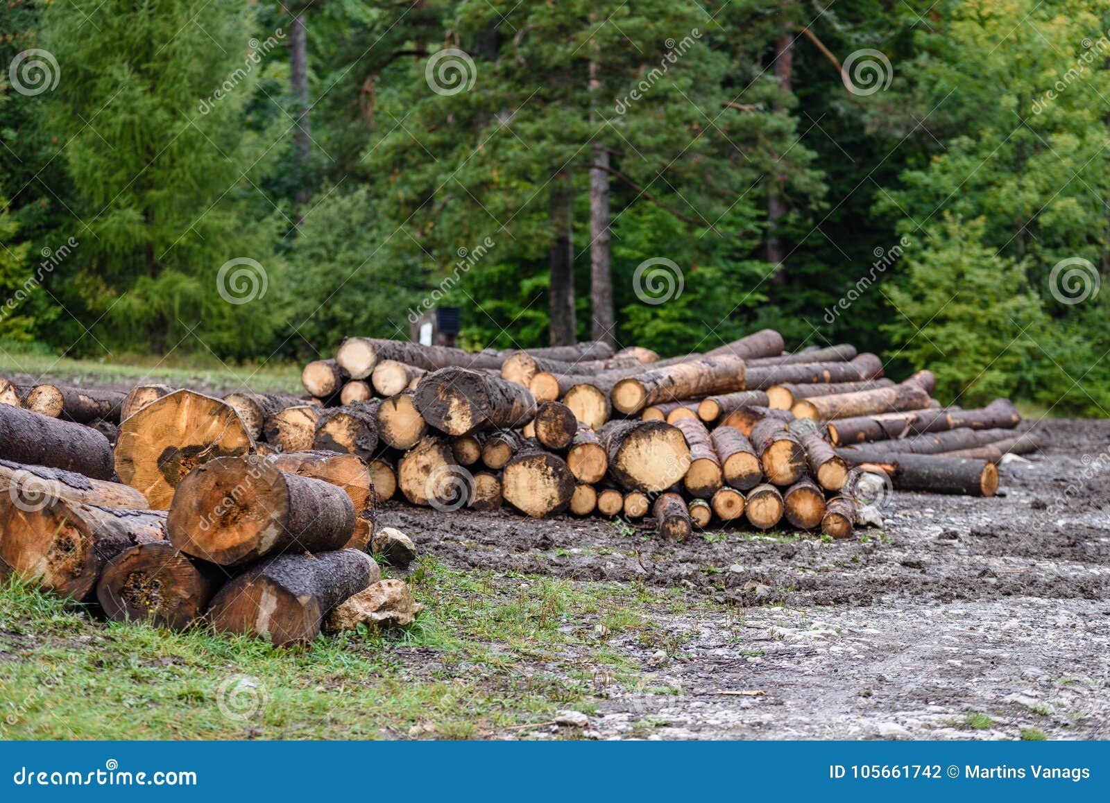 A Big Pile of Wood in a Forest Road Stock Photo - Image of logpile ...