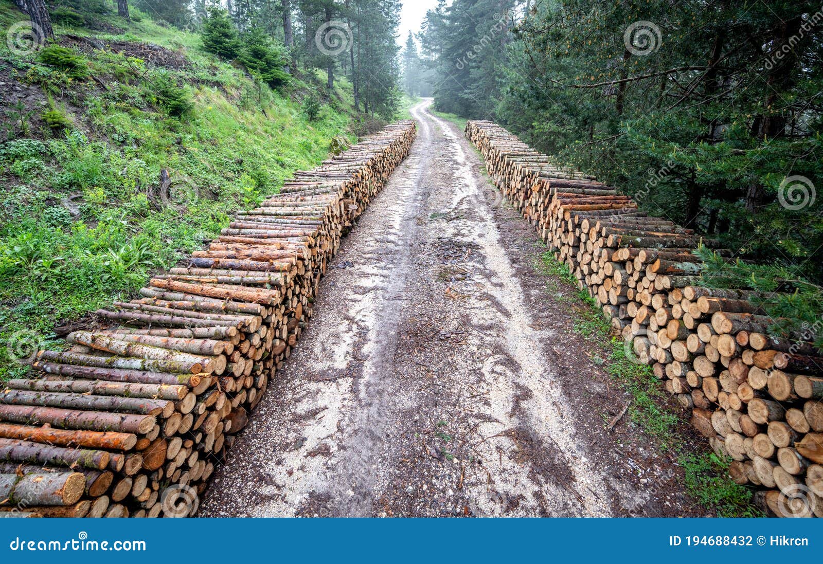 Log Stacks Along the Forest Road Stock Photo - Image of industry ...