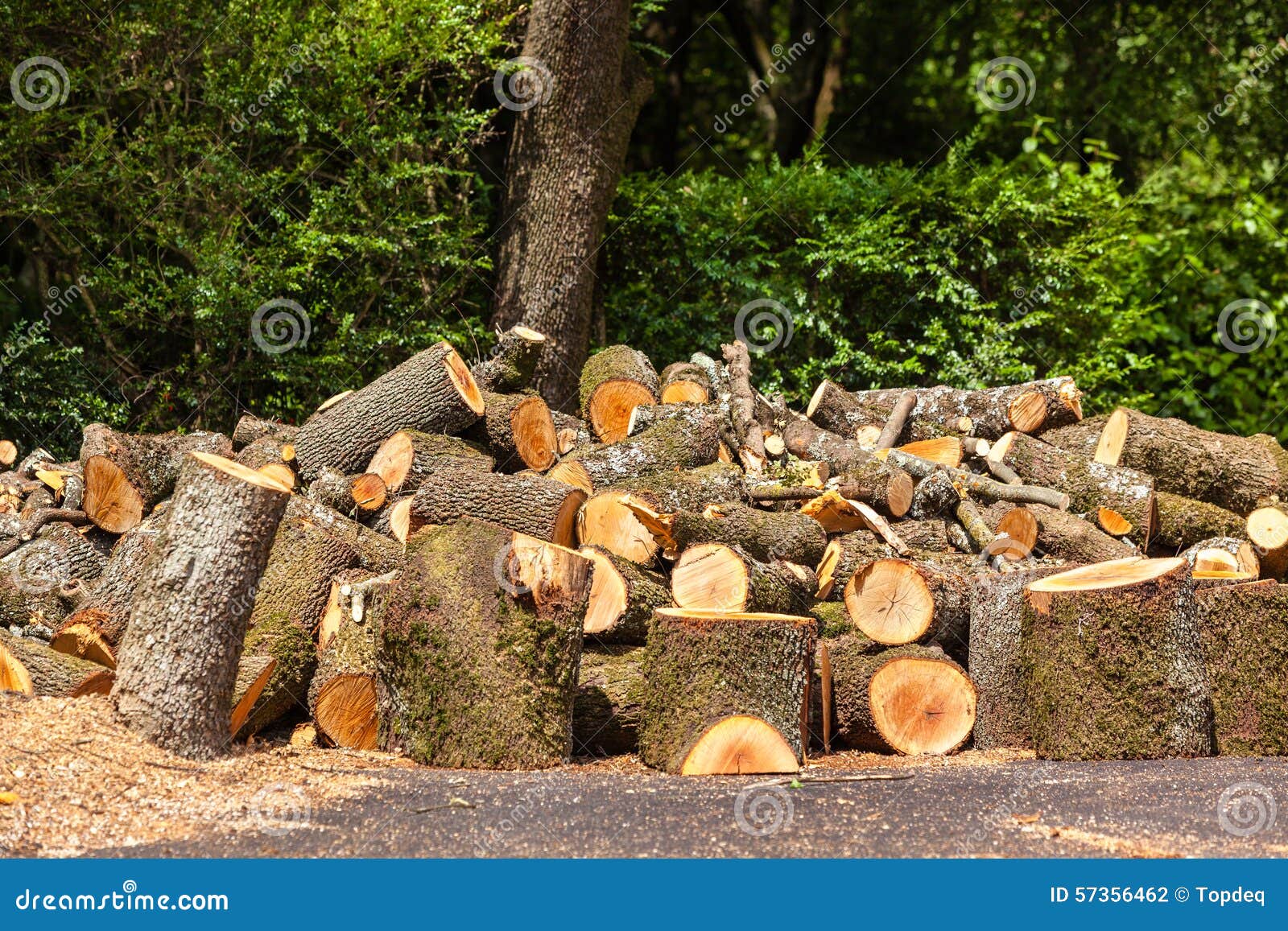 Big pile of wood logs stock photo. Image of hardwood - 57356462