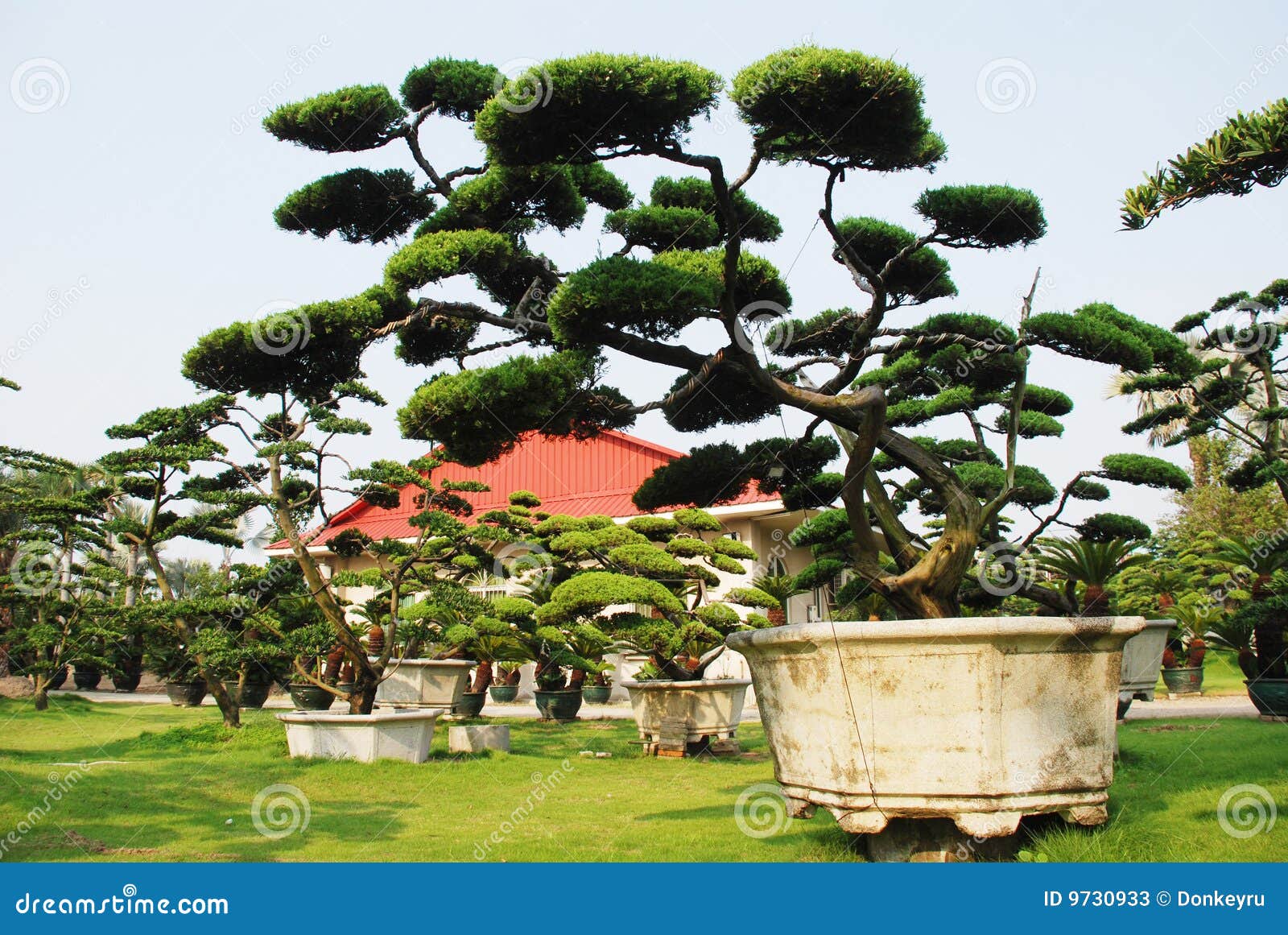 Big Pine Bonsai in a Villa Garden Stock Image - Image of branch, house ...