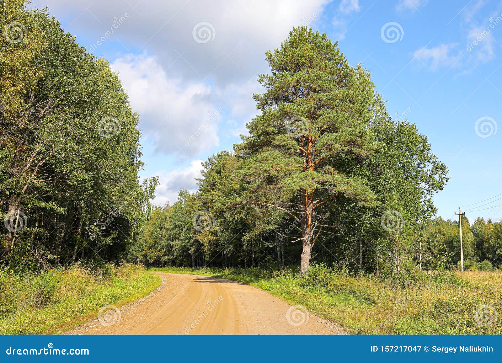 Big Pine by the Road through the Forest Stock Image - Image of green ...