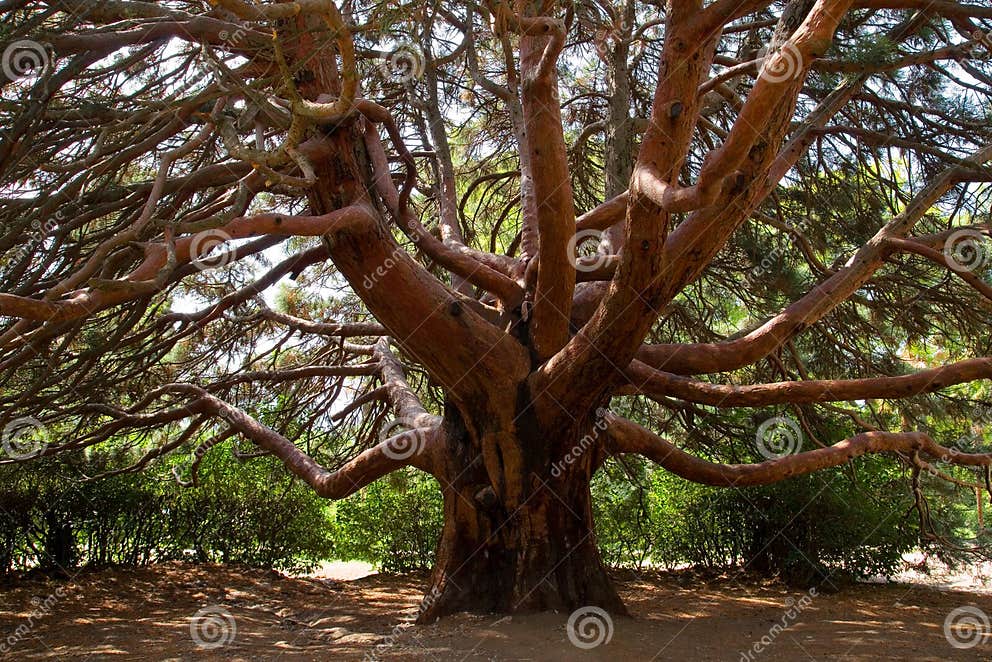Big pine tree. stock image. Image of green, coniferous - 26456433