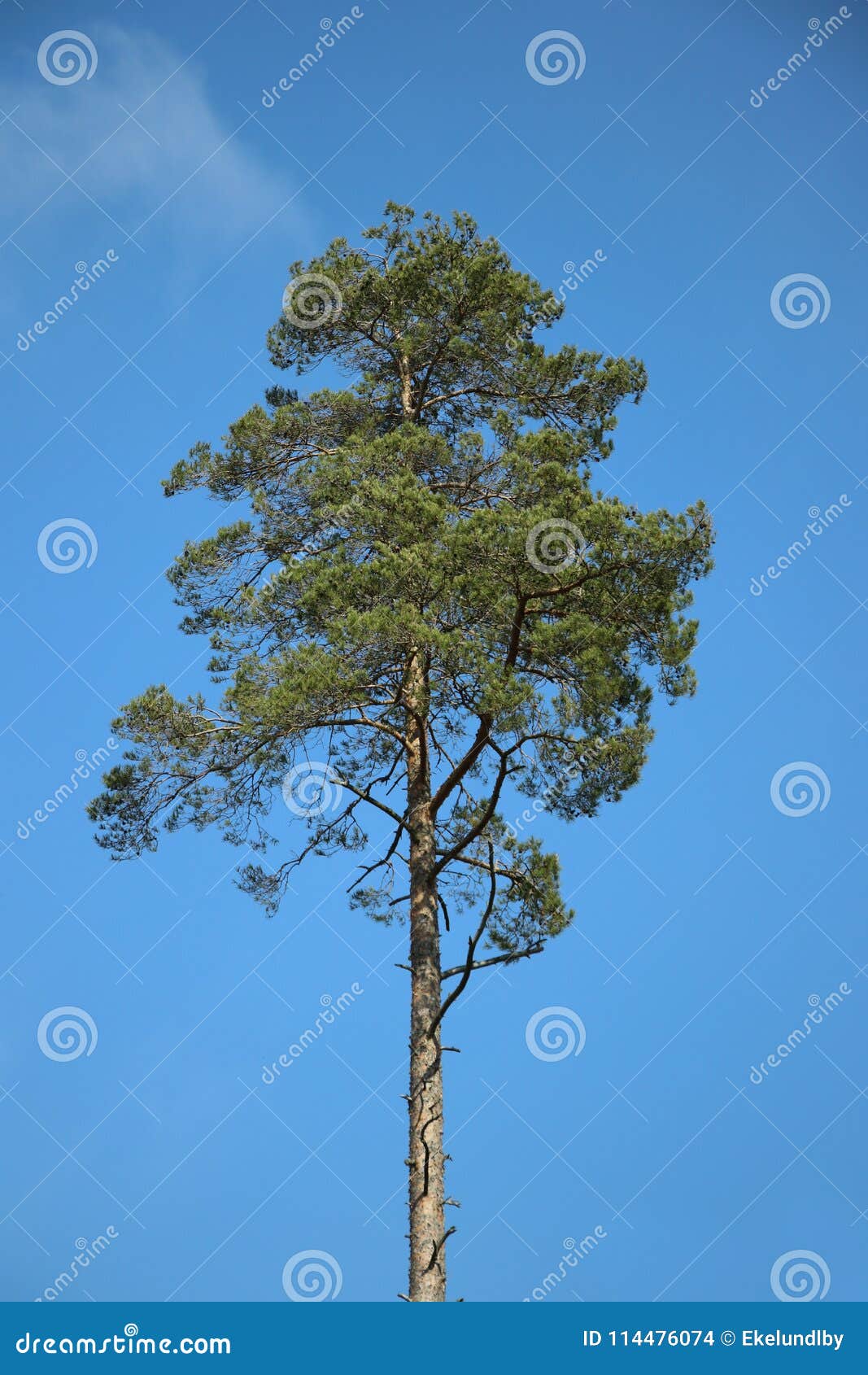 Pine tree with blue sky stock photo. Image of background - 114476074